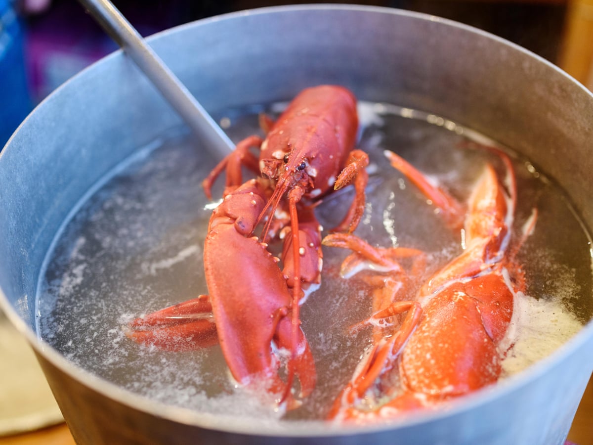 Can I boil lobsters alive?