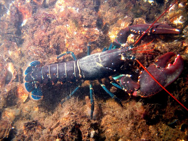 Can I buy a live lobster and set it free?