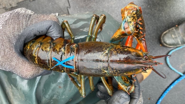 Can I catch my own lobster in Nova Scotia?