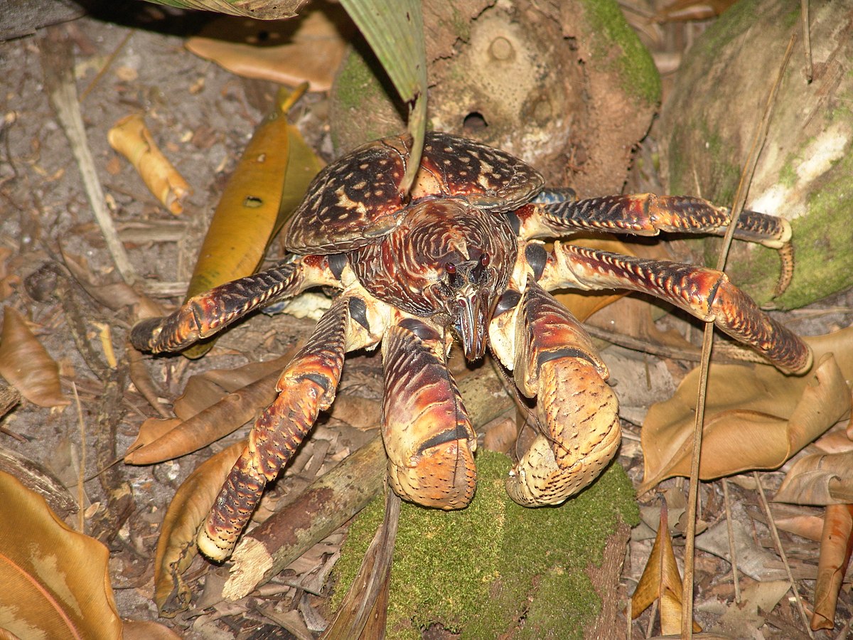 Can I eat a coconut crab?