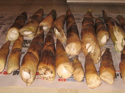 Can I eat bamboo shoots from my yard?
