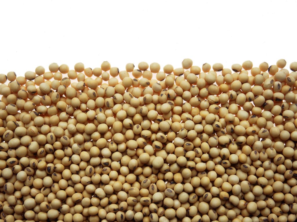 Can I eat boiled soybeans daily?