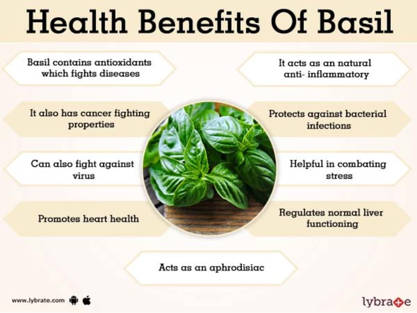 Can I eat raw basil leaves?