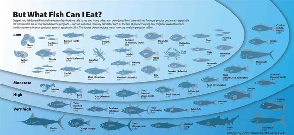 Can I eat seafood daily?