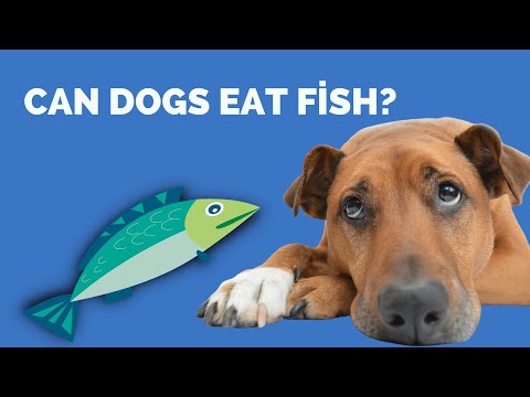 Can I feed fish to my dog everyday?