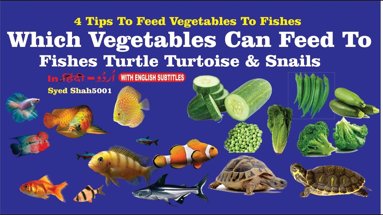 Can I feed my fish vegetables?