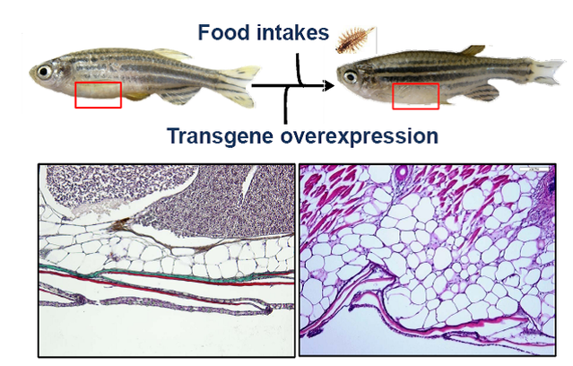 Can I get fat from fish?