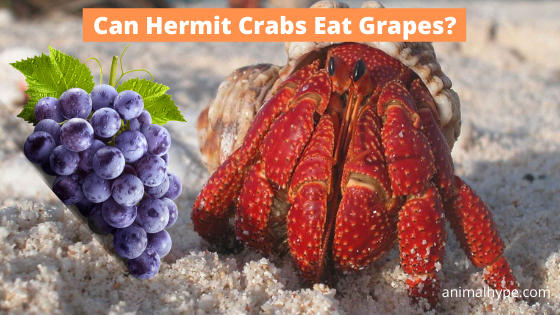 Can I give my hermit crab a grape?