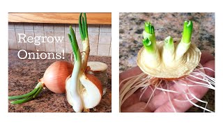 Can I grow onions from store bought onions?