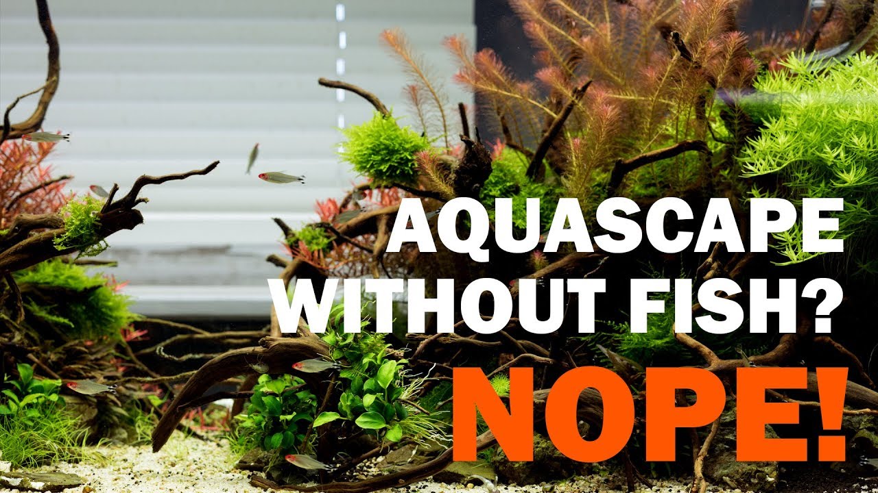 Can I have an aquarium without fish?