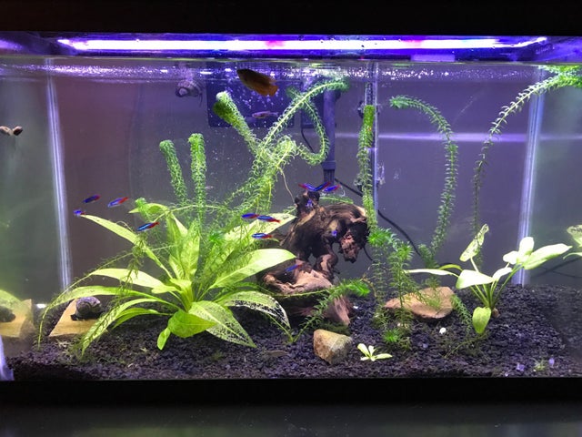 Can I leave my aquarium for 3 days?