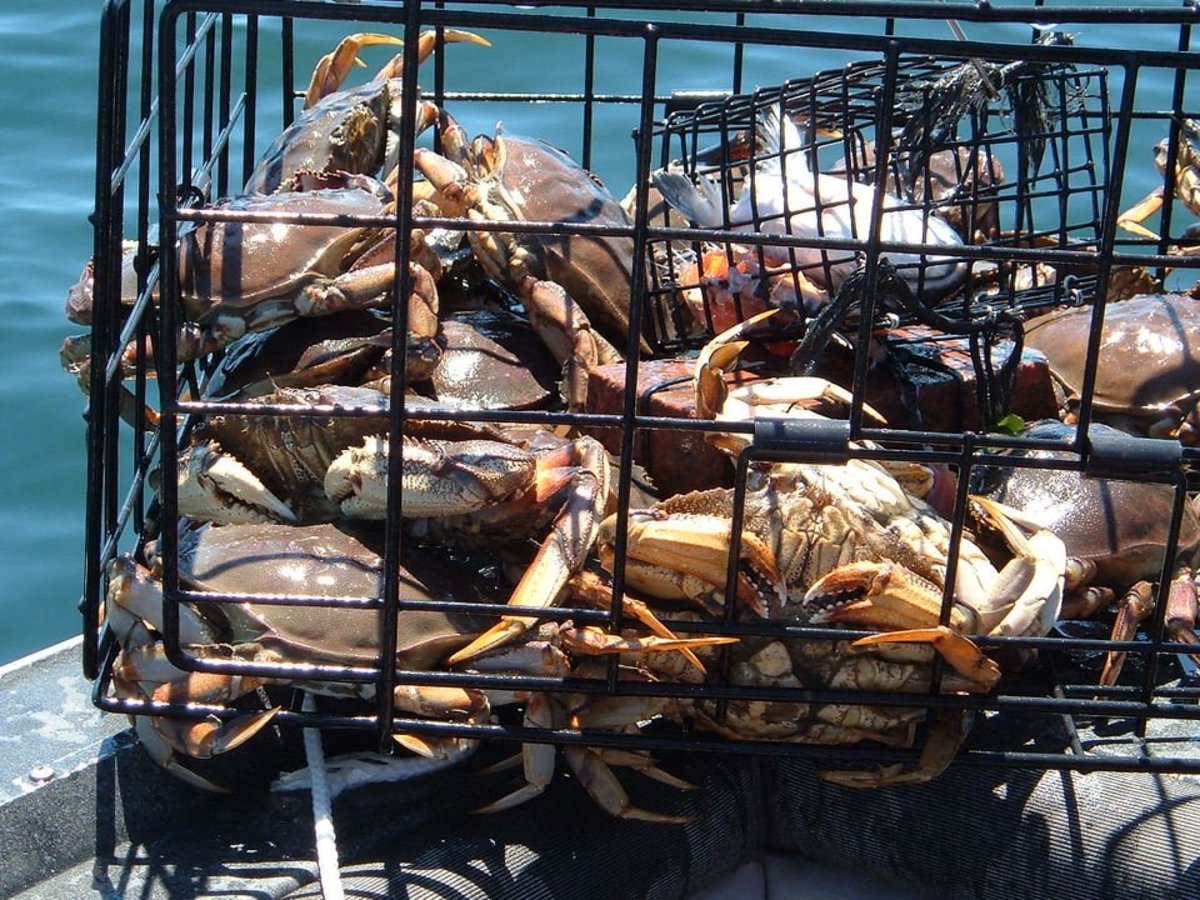 Can I leave my crab pots out overnight Oregon?