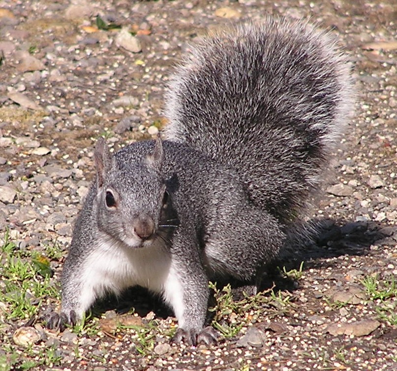 Can I own a squirrel in Washington state?