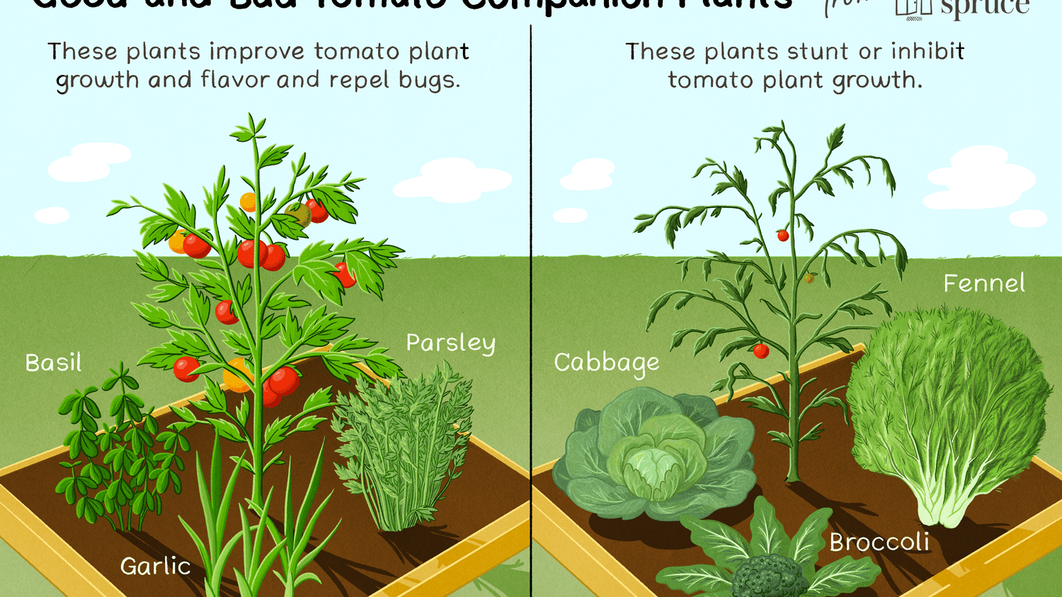 Can I plant tomatoes and squash together?