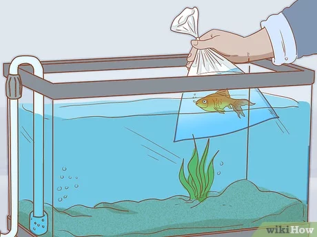 Can I put fish in new water?