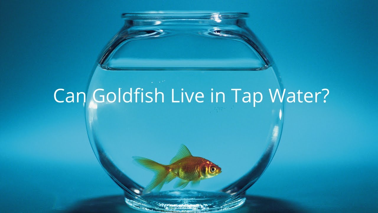 Can I put fish in tap water right away?