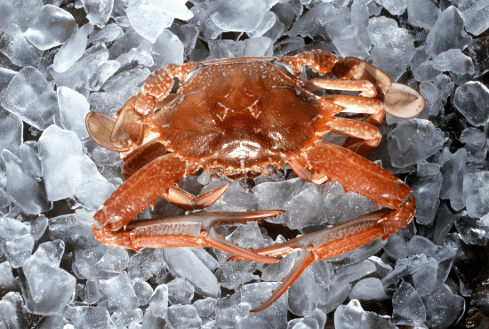 Can I put live crabs in the freezer?