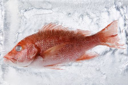 Can I Recook frozen fish?