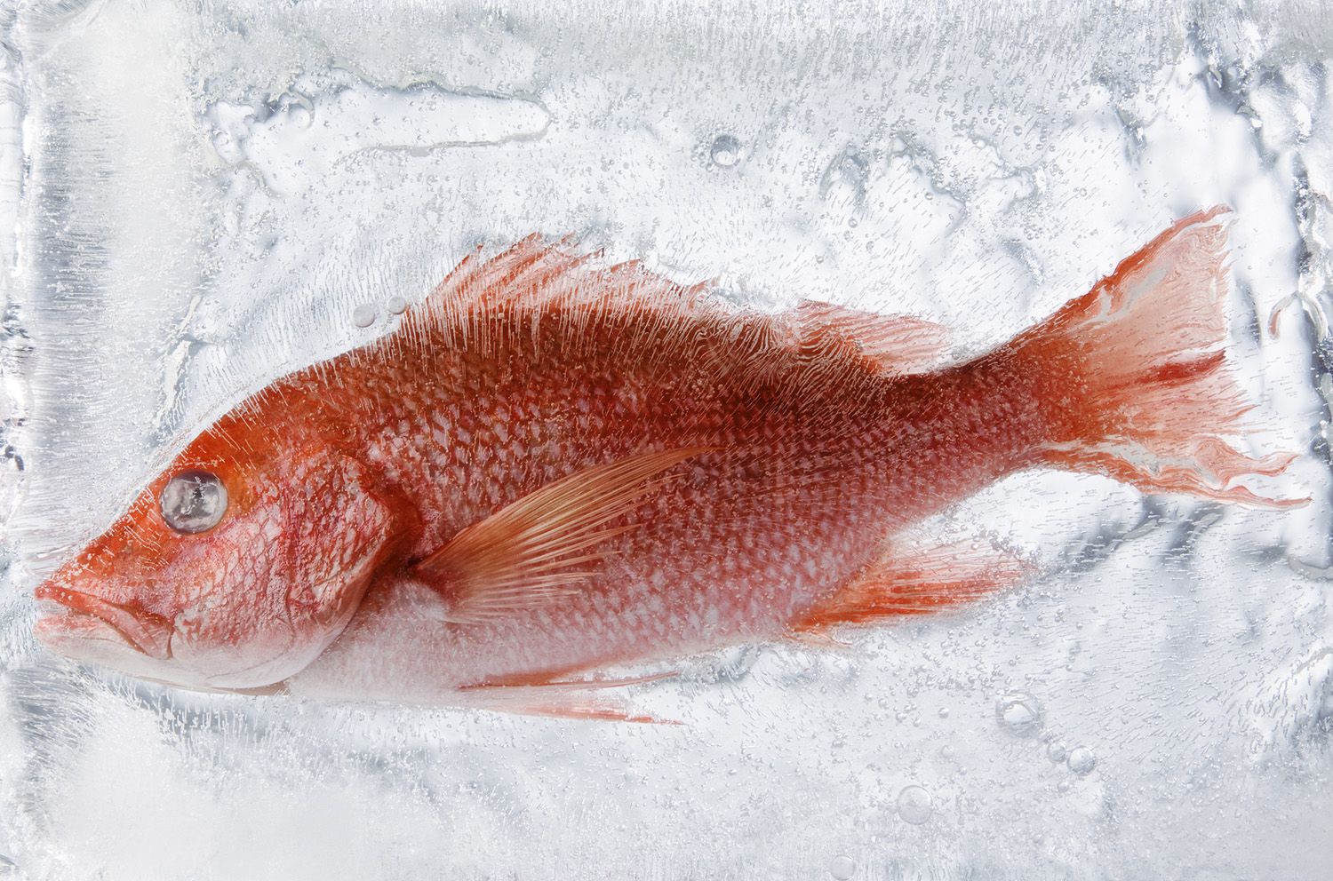 Can I refreeze partially thawed fish?