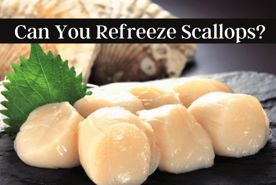 Can I refreeze previously frozen scallops?