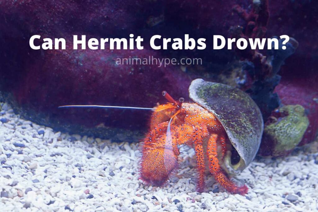 Can I submerge my hermit crabs in water?