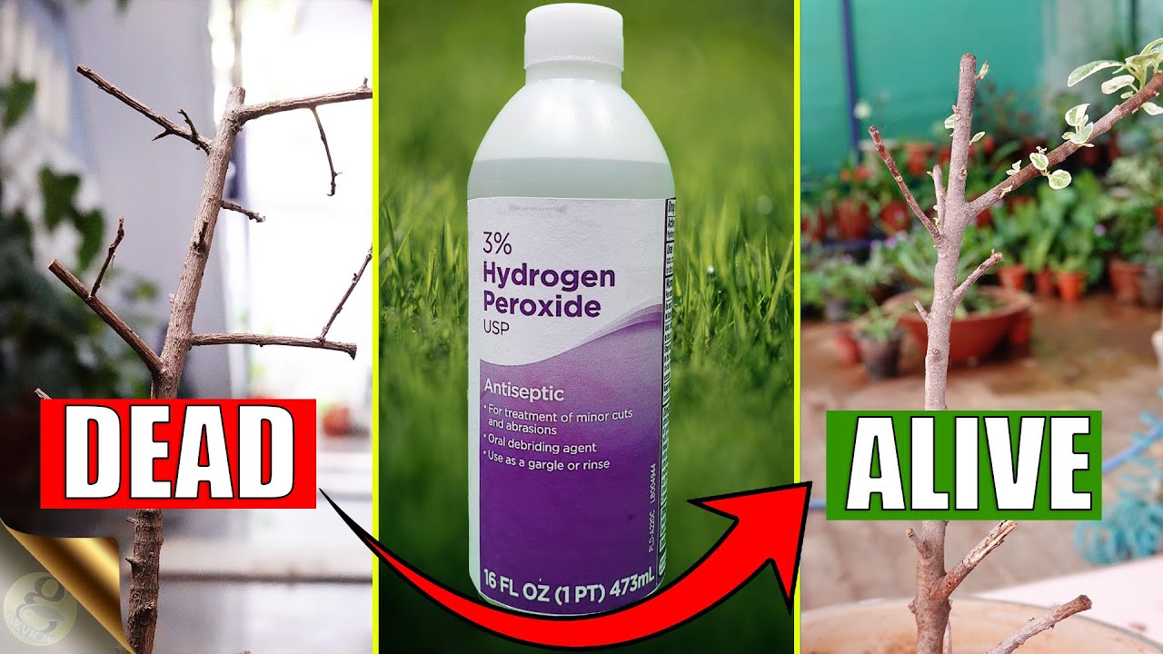 Can I use hydrogen peroxide 6% for plants?