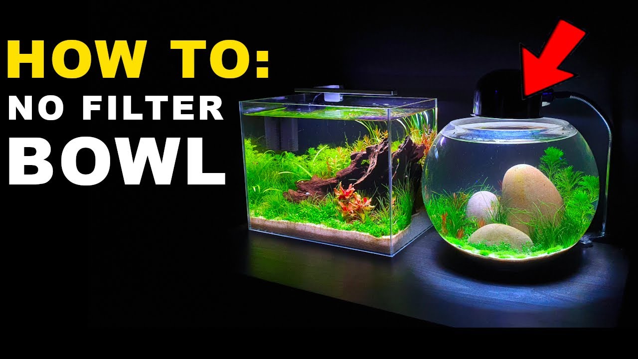 Can I use my fish tank without a filter?