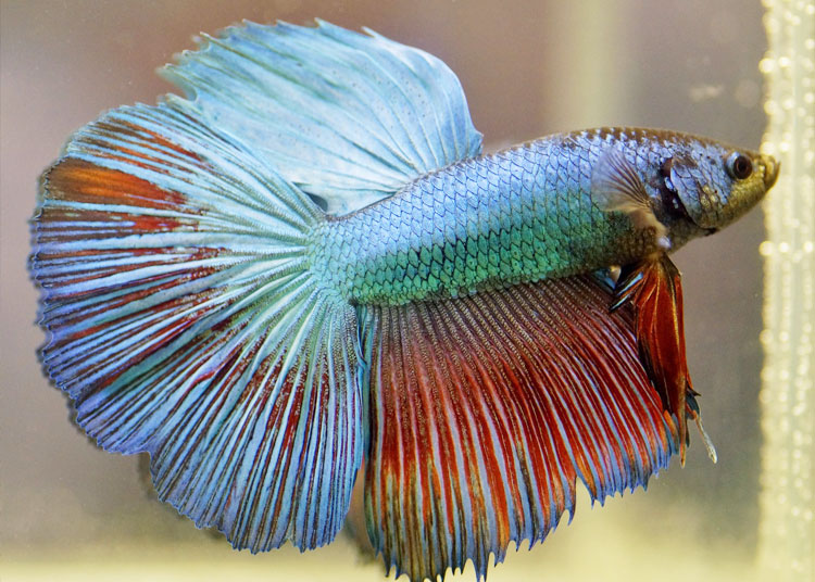Can I use well water for my betta fish?