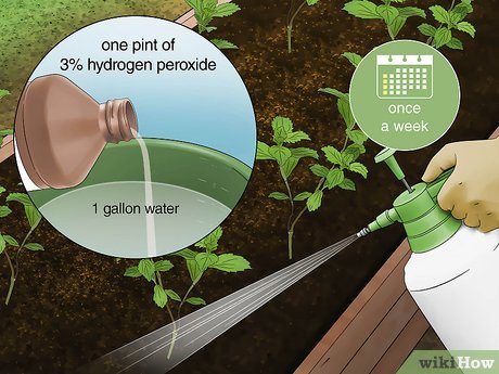 Can I water my plants with hydrogen peroxide every week?