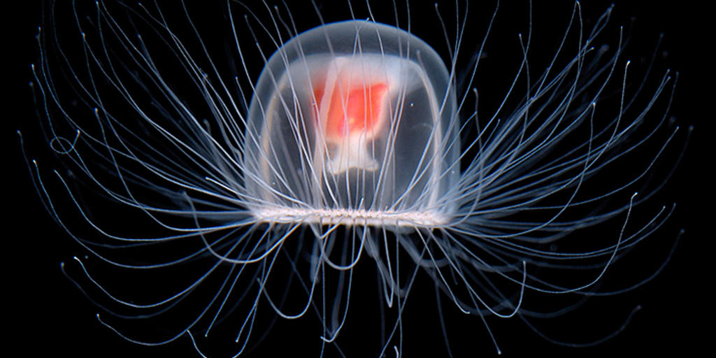 Can jellyfish be immortal?