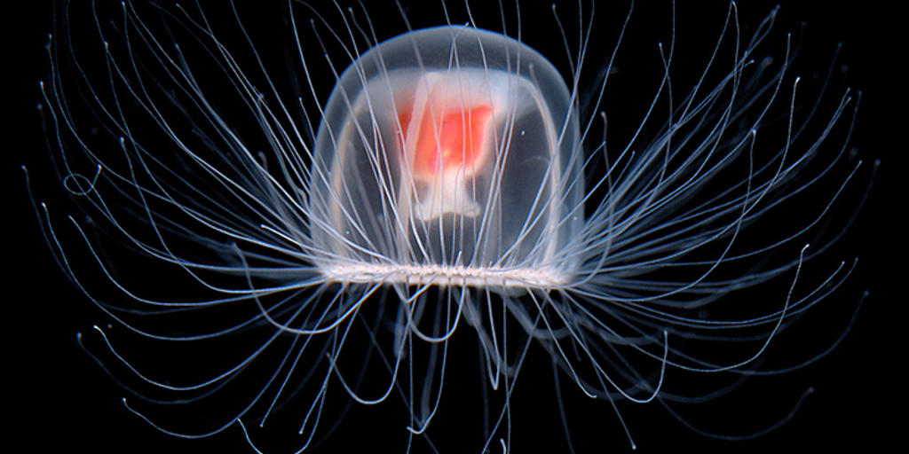 Can jellyfish live infinitely?