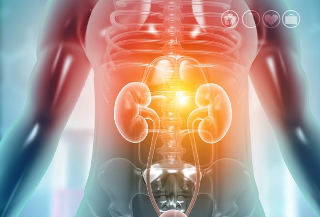 Can kidneys heal from damage?