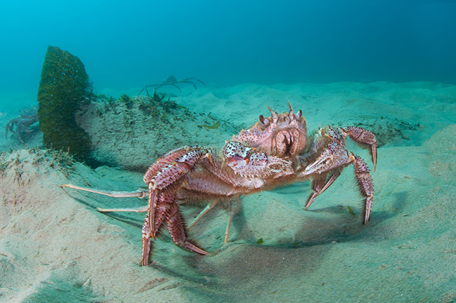 Can king crabs swim?