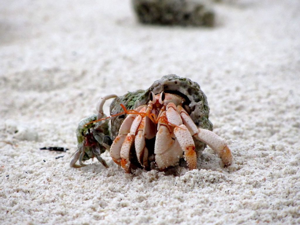 Can land hermit crabs live in water?