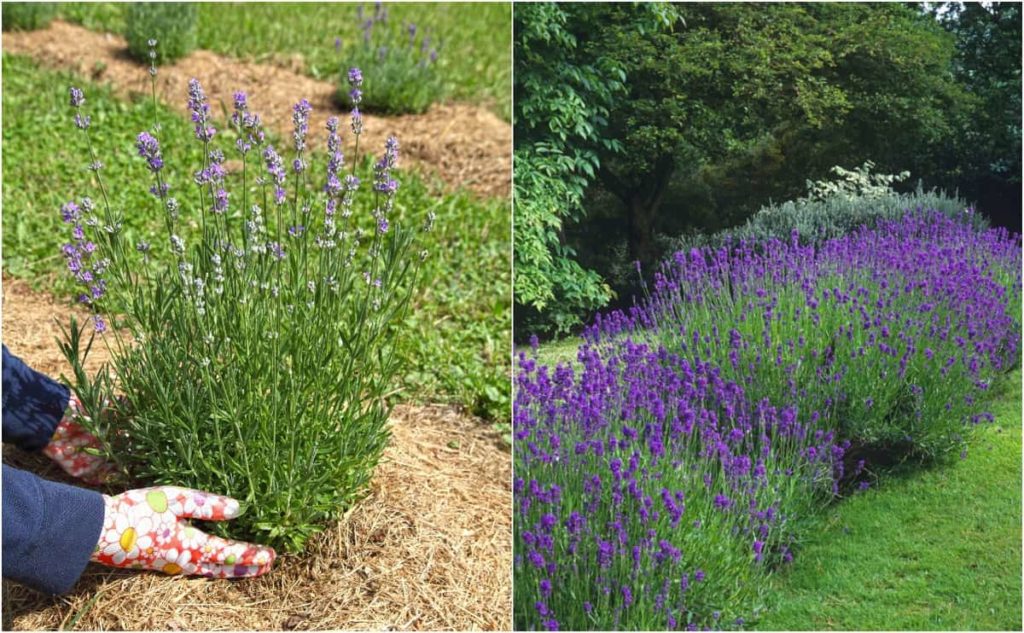 Can lavender and rosemary be planted together?