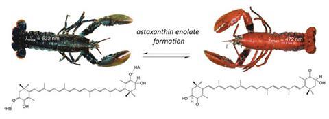 Can lobster change colour?