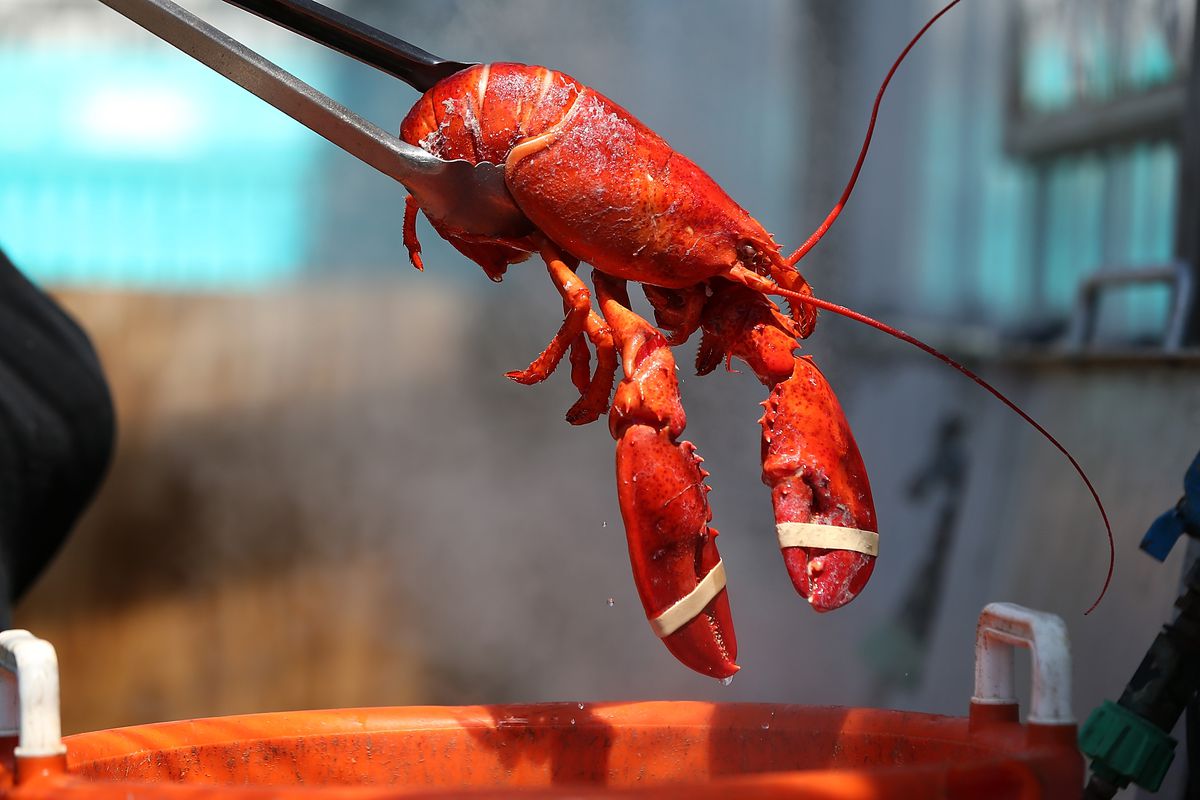 Can lobster get you high?