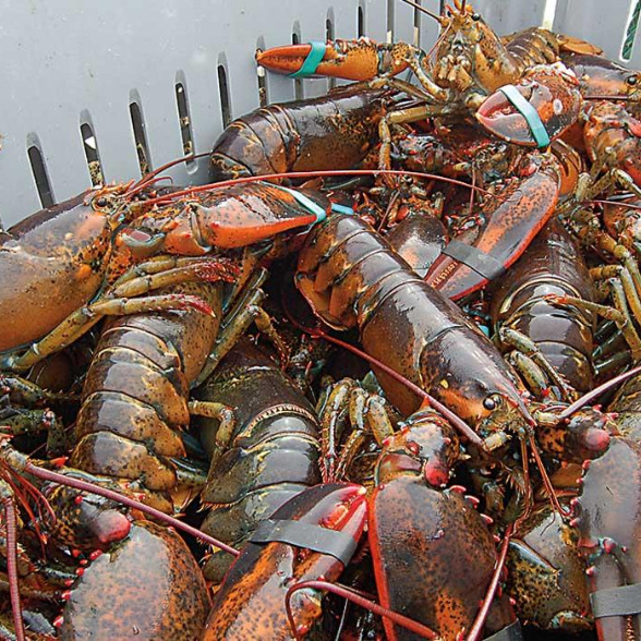 Can lobsters be frozen for sale?