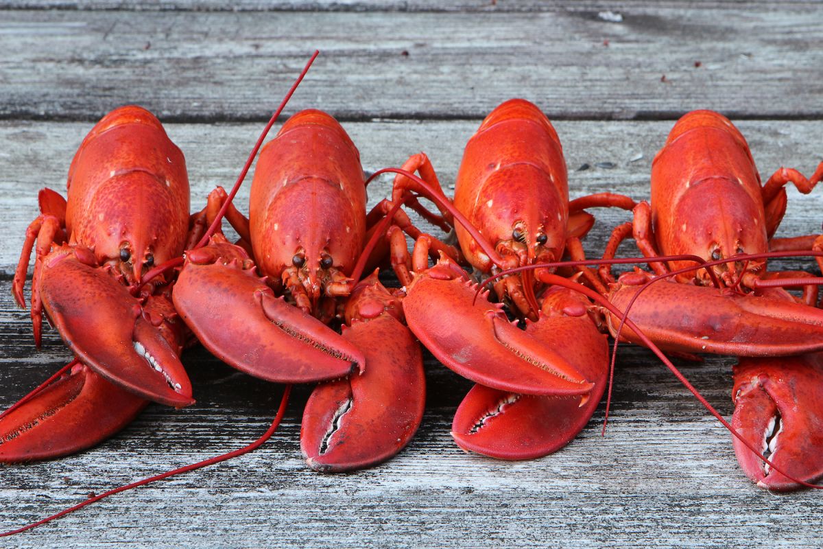 Can lobsters be red when alive?