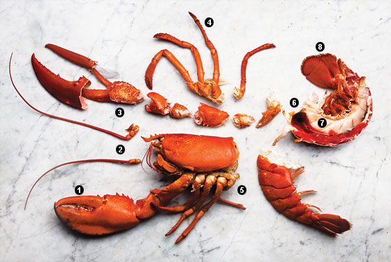 Can lobsters eat without their claws?