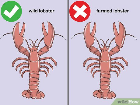 Can lobsters go in freshwater?