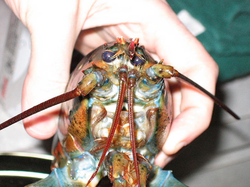 Can lobsters recognize humans?