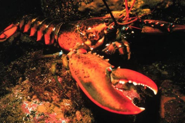 Can lobsters suffocate in water?