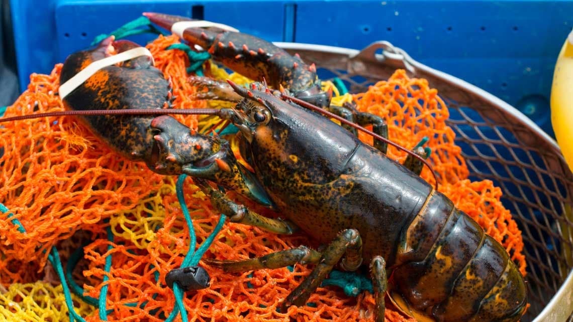 Can lobsters survive freezing?