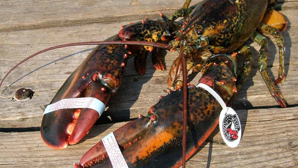 Can lobsters survive ice?