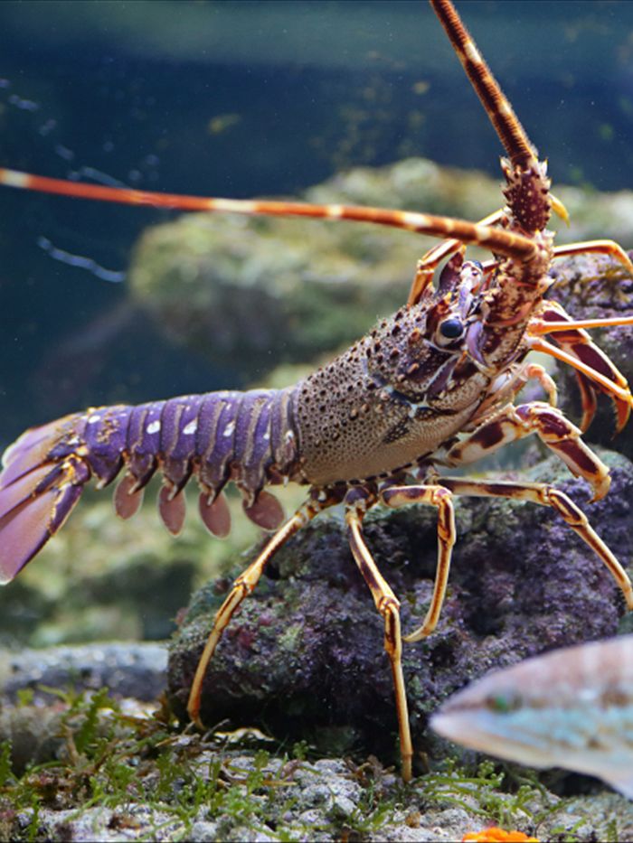 Can lobsters swim too far?