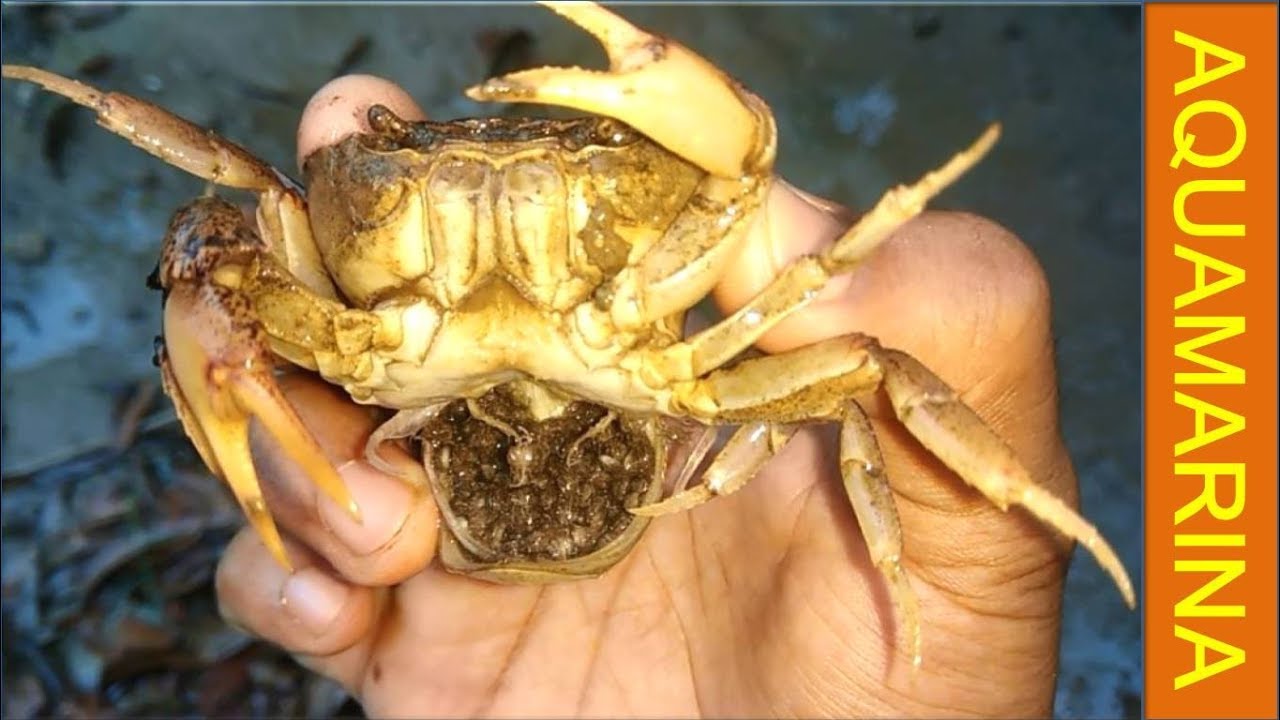 Can male crabs get pregnant?
