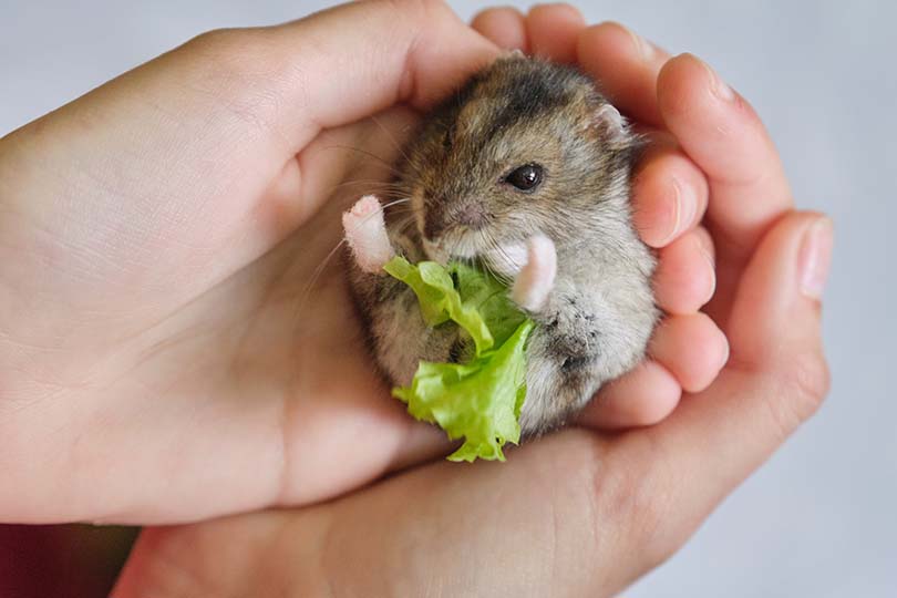 Can mice have leafy greens?