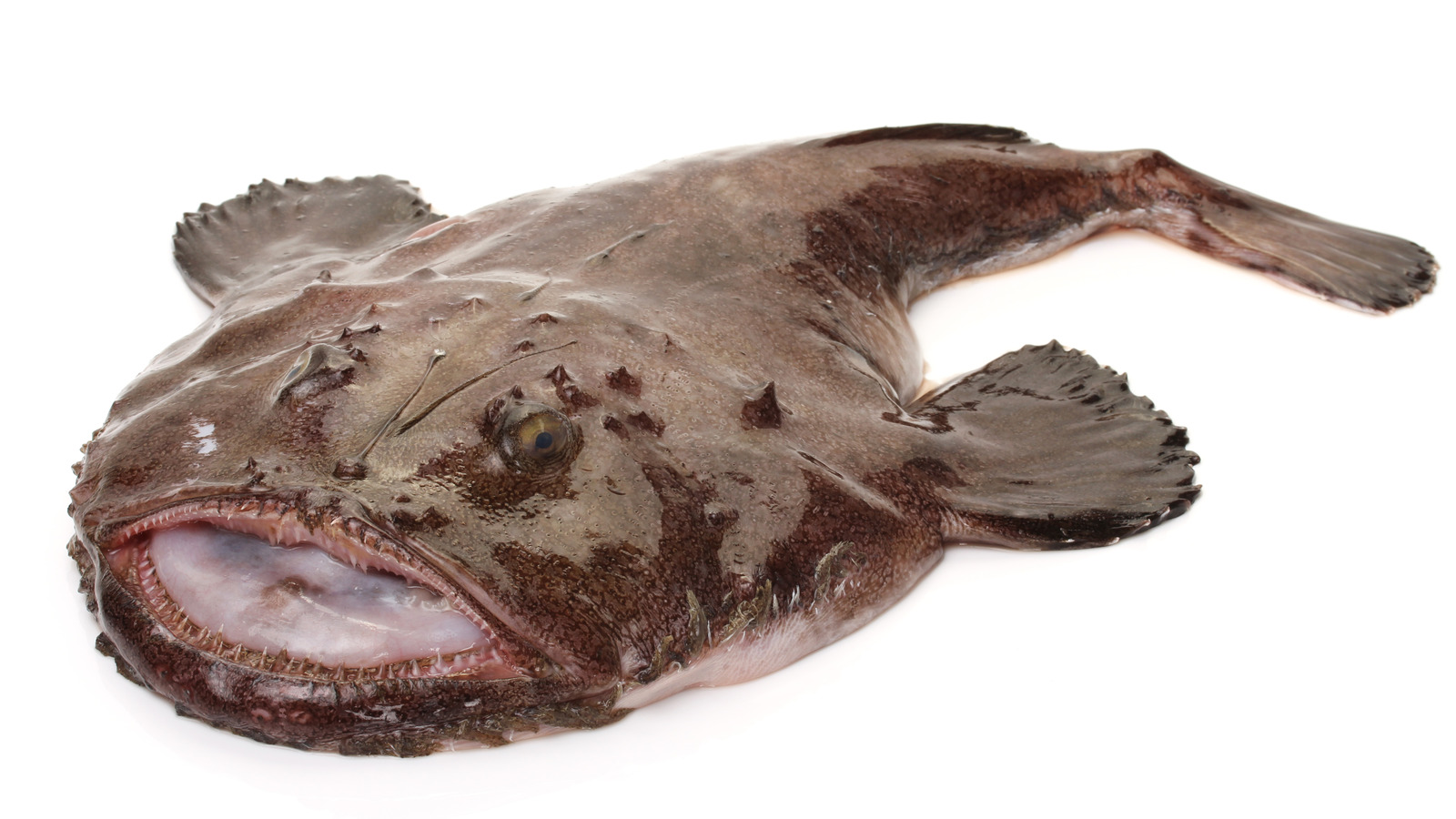 Can monkfish be eaten raw?