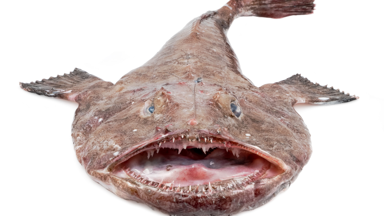 Can monkfish give you food poisoning?